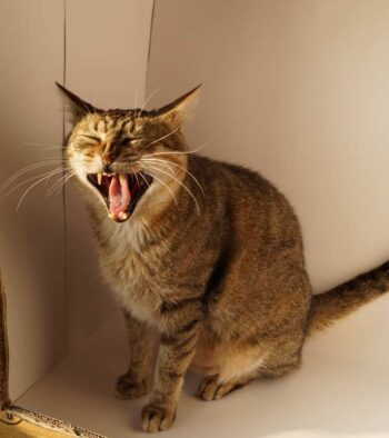 Gingivite, stomatite, calicivirus du chat : quelles solutions ...