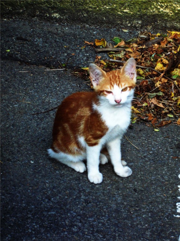 petit chat roux – Catpapattes