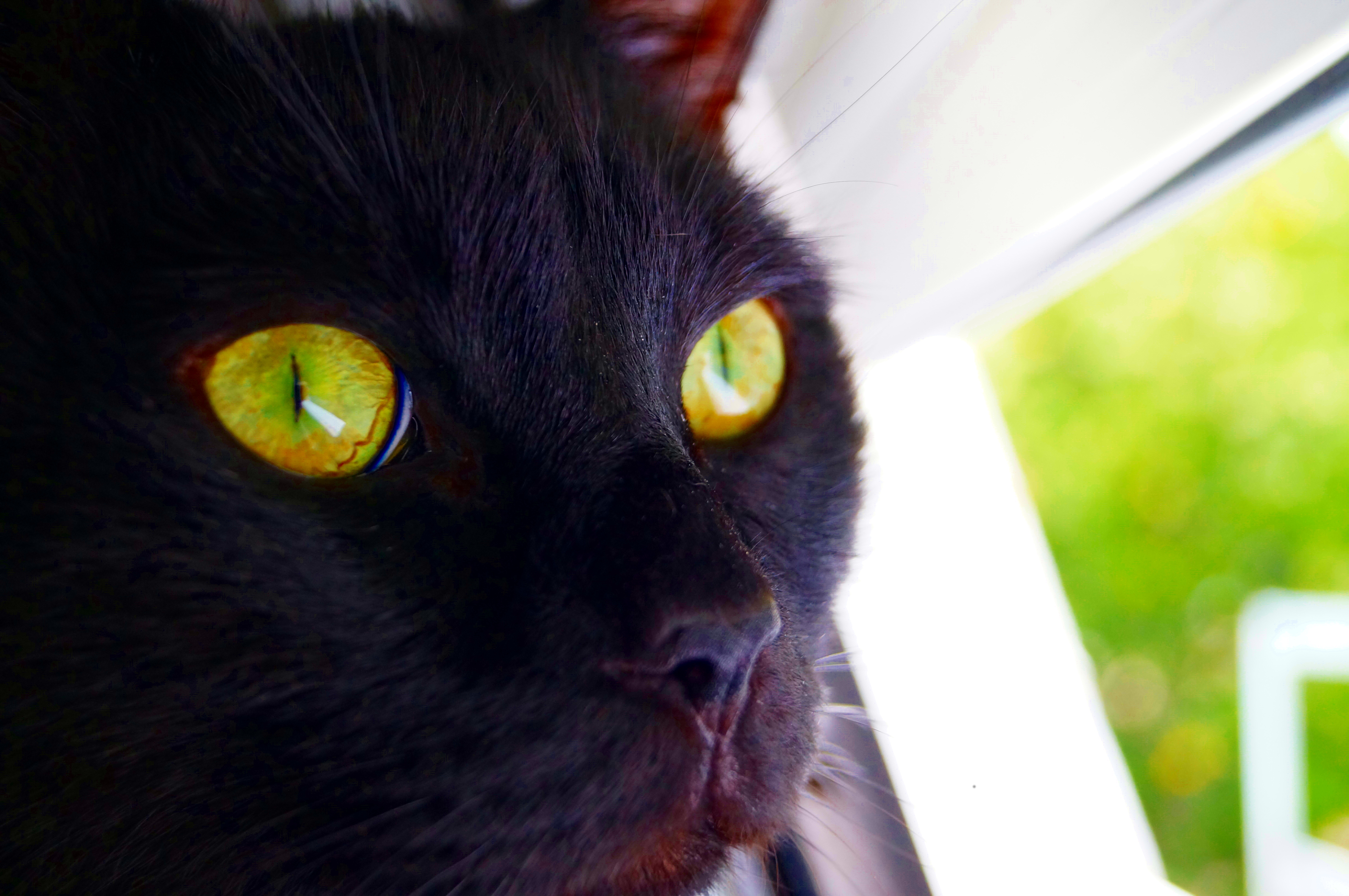 Les yeux des chats - catpapattes