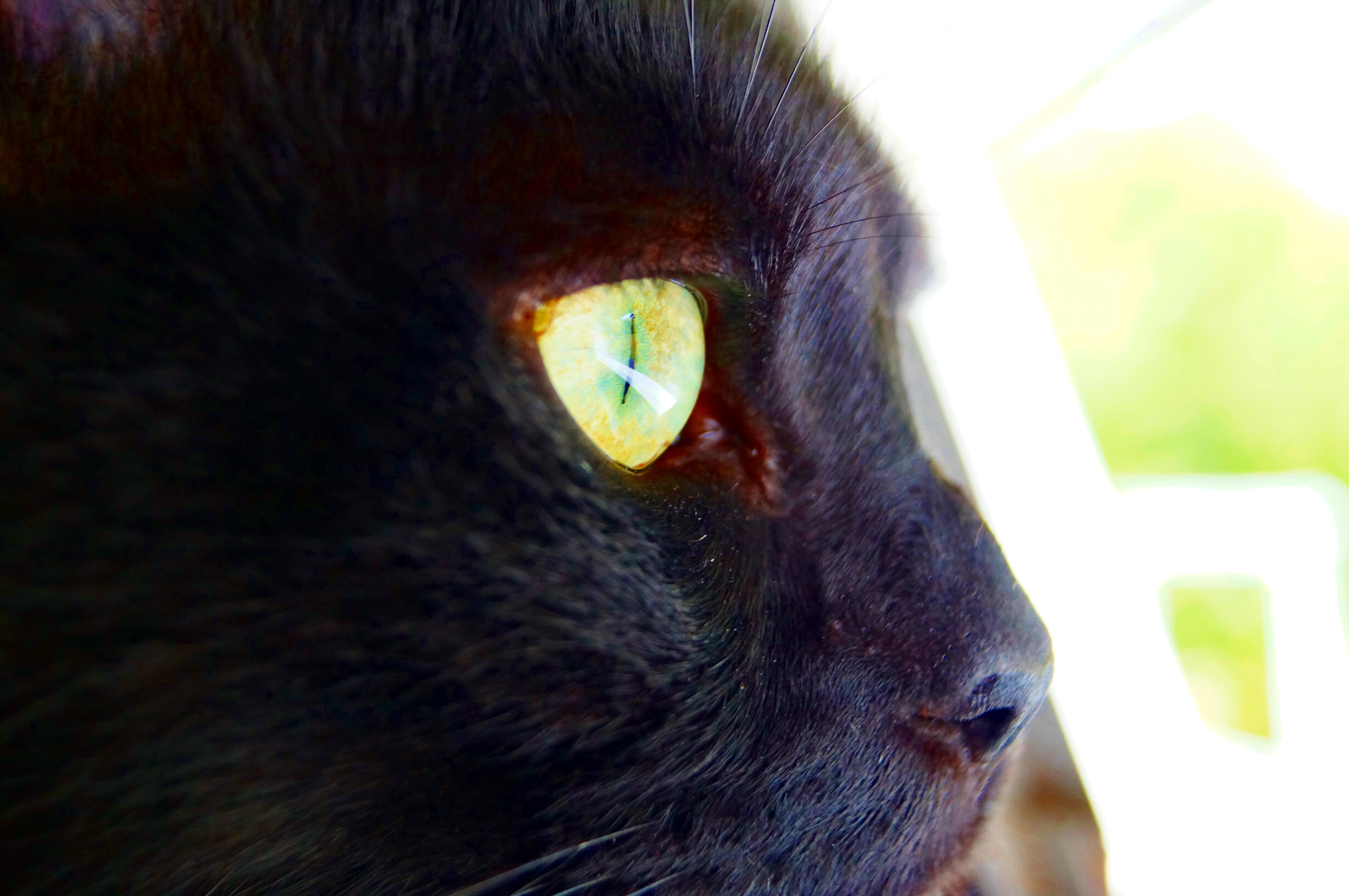 les yeux des chats Gis - catpapattes