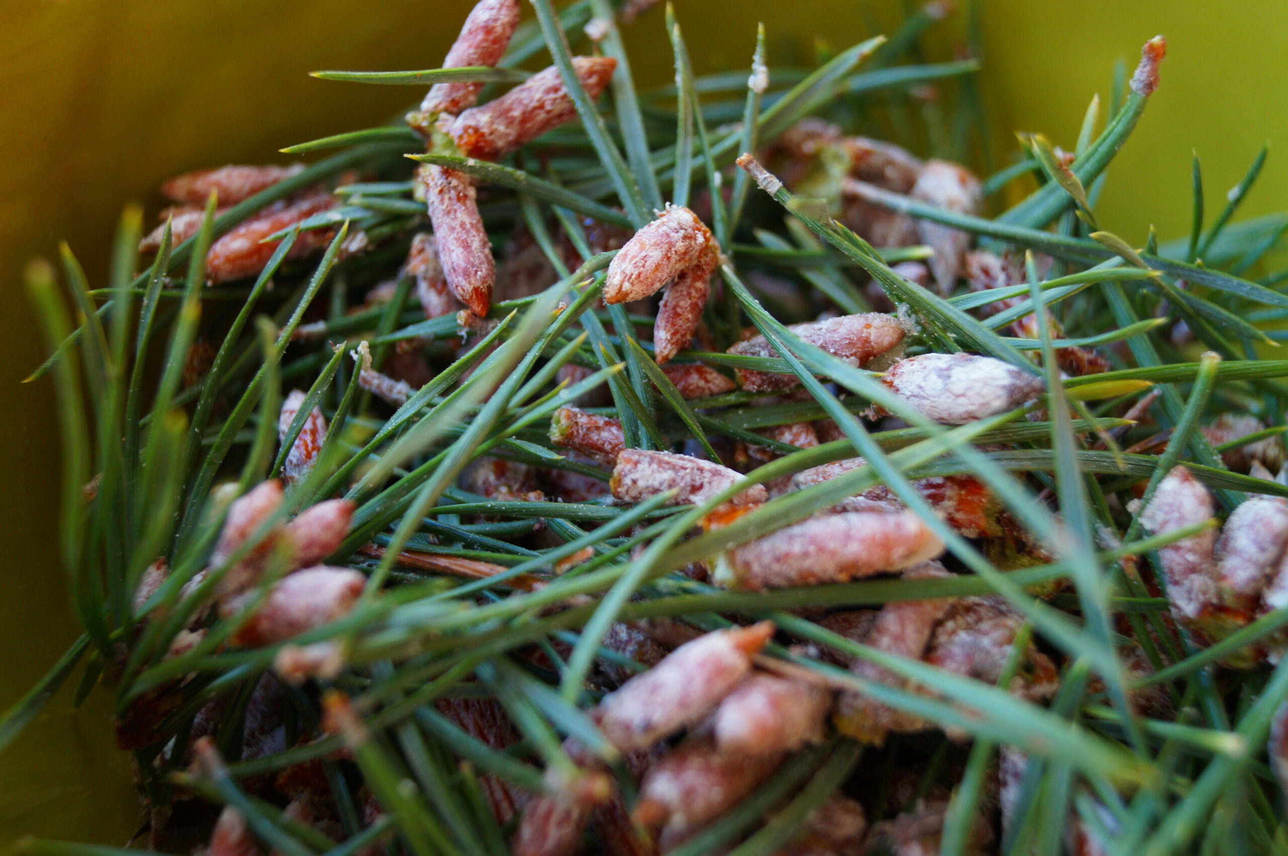 bourgeons de pin – Catpapattes